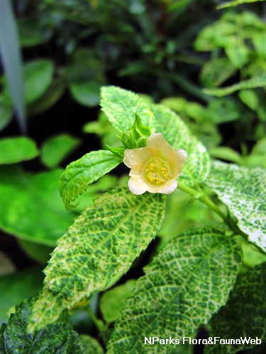 NParks | Sida acuta (Variegated Leaf)