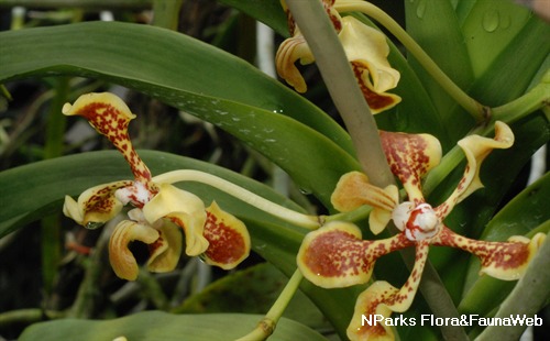 NParks | Vanda arcuata