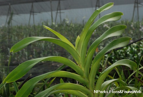 NParks | Vanda arcuata