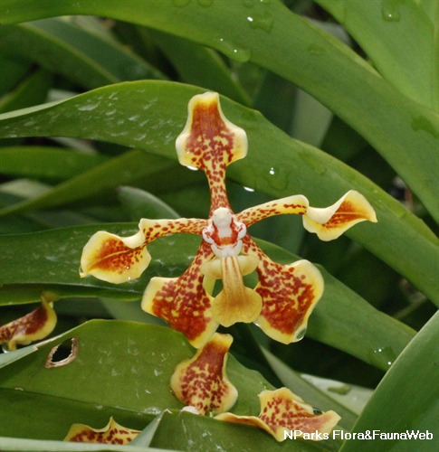 NParks | Vanda arcuata