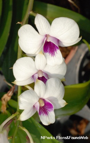 NParks | Dendrobium Chao Praya Smile