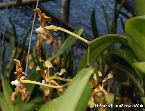 NParks | Vanda helvola