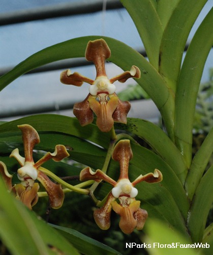 NParks | Vanda helvola