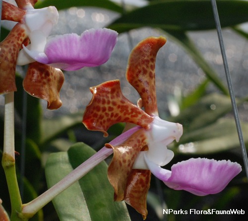 NParks | Vanda insignis
