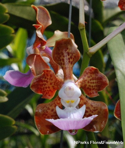 NParks | Vanda insignis