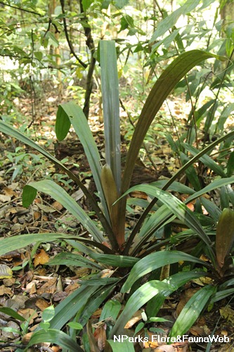 NParks | Pandanus tectorius Parkinson ex Du Roi(thornless)