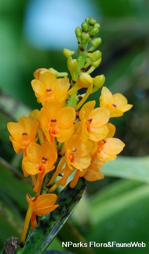 NParks | Vanda miniata