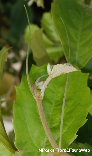 NParks | Tetrastigma voinierianum