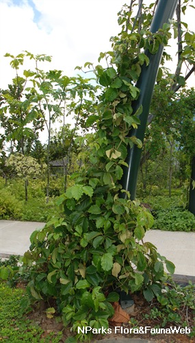 NParks | Tetrastigma voinierianum