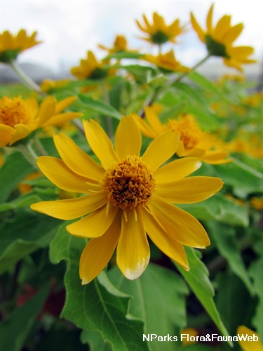 NParks | Melampodium paludosum