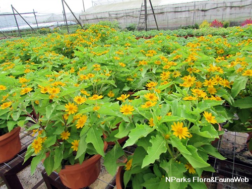 NParks | Melampodium paludosum