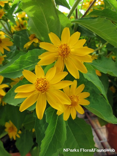 NParks | Melampodium paludosum