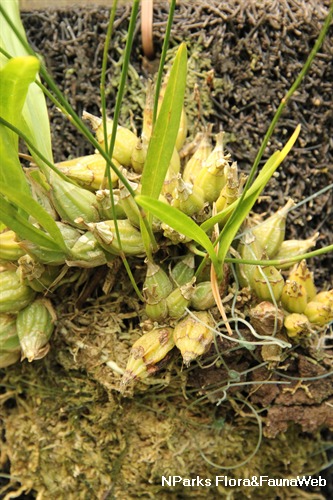 NParks | Acriopsis liliifolia