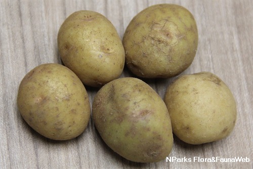 NParks | Solanum tuberosum
