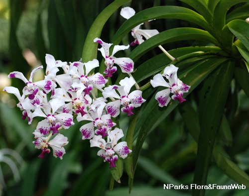NParks | Vanda luzonica
