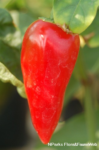 NParks | Capsicum annuum (jalapeno)