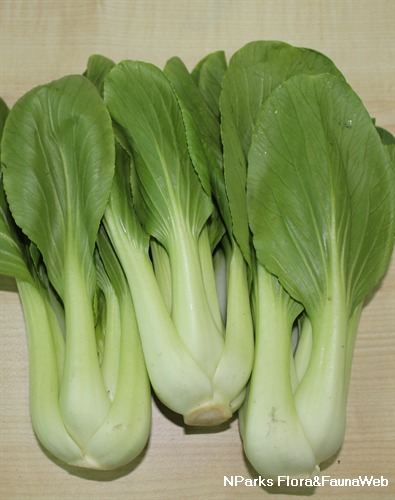 NParks | Brassica rapa Pak Choi Group [xiao bai cai]