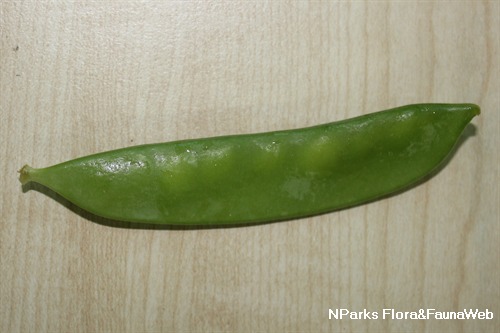 NParks | Pisum sativum (snow pea)