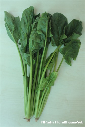 NParks | Spinacia oleracea