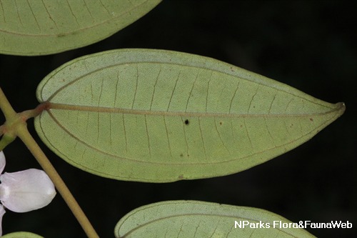 NParks | Dissochaeta pallida