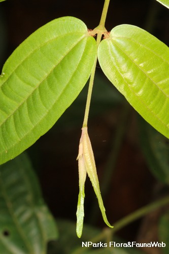 NParks | Dissochaeta divaricata