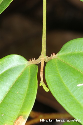 NParks | Dissochaeta divaricata