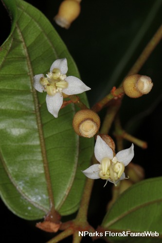 NParks | Dissochaeta divaricata