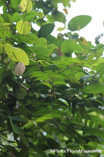 NParks | Dissochaeta divaricata