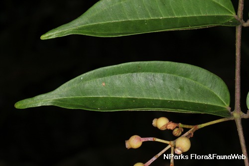 NParks | Dissochaeta divaricata