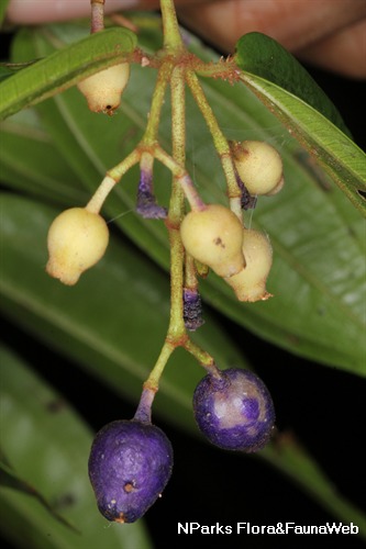 NParks | Dissochaeta divaricata