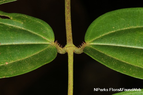 NParks | Dissochaeta divaricata