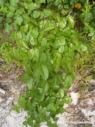 NParks | Aganope heptaphylla