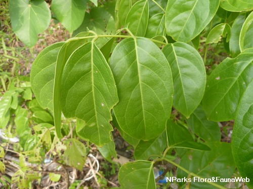 NParks | Aganope heptaphylla