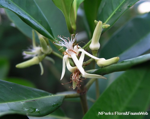 NParks | Kandelia candel