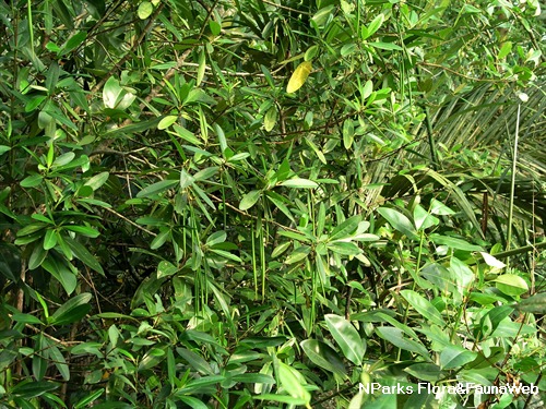 NParks | Kandelia candel