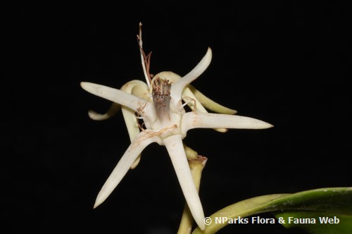 NParks | Kandelia candel