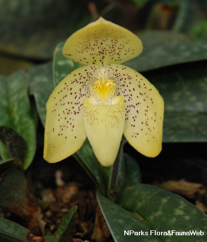 NParks | Paphiopedilum parishii