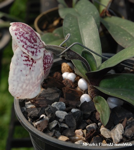 NParks | Paphiopedilum godefroyae