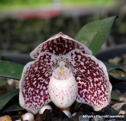 NParks | Paphiopedilum godefroyae