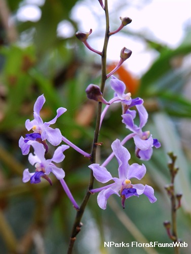 NParks | Vanda coerulescens