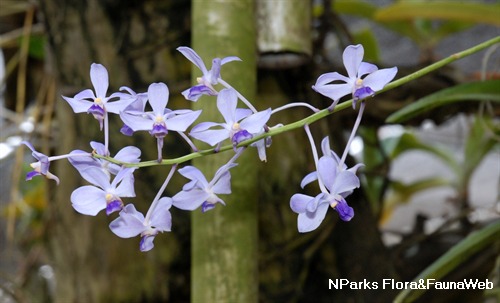 NParks | Vanda coerulescens