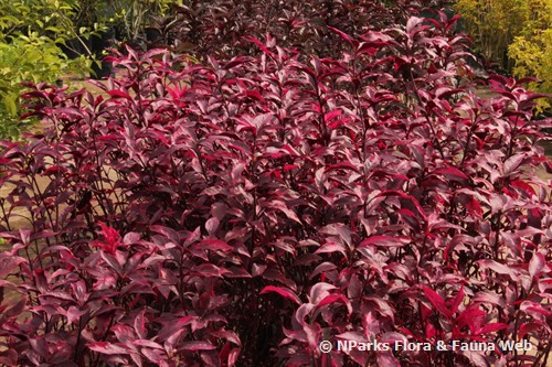 NParks | Pseuderanthemum carruthersii (reddish leaves)