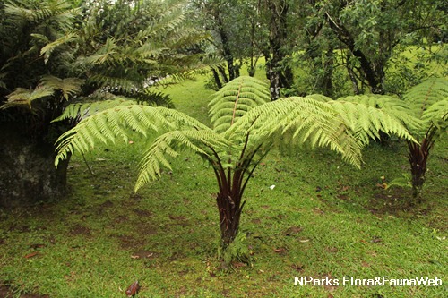 Sinningia ‘Isa Murmur’ – National Parks Board