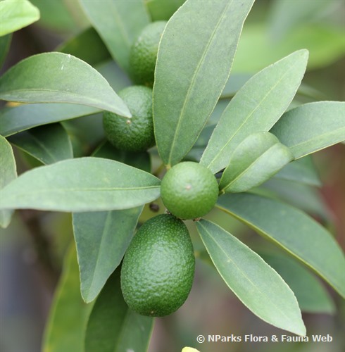 NParks | Citrus japonica 'Nagami'