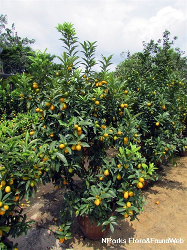 NParks | Citrus japonica 'Nagami'