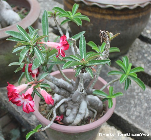 NParks | Adenium