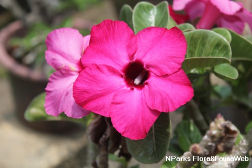 NParks | Adenium