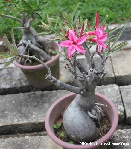 NParks | Adenium