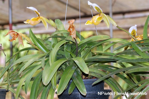 NParks | Paphiopedilum exul