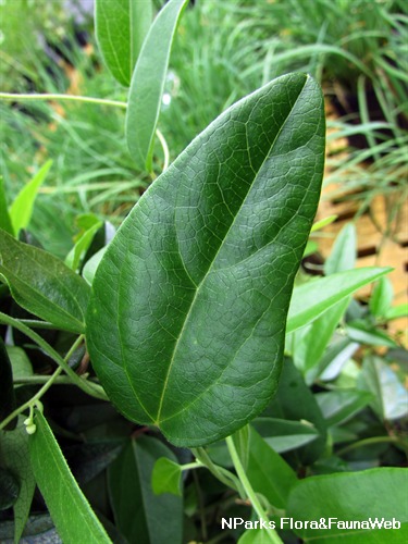 NParks | Nephroia orbiculata